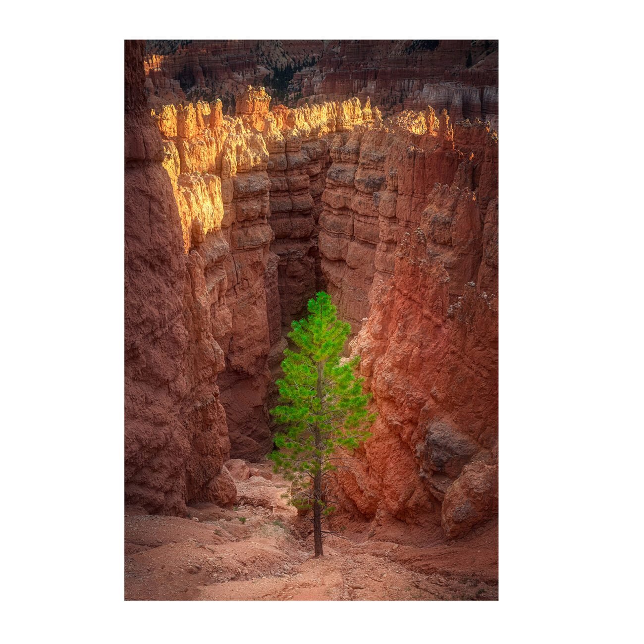 Open Edition – Phildiz Studios Inc